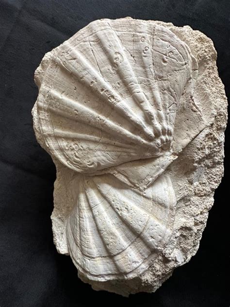 Fossilised Shell 12 Cm 34 Cm Auction Online Catawiki