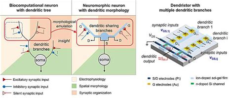 a new brain inspired artificial dendritic neural circuit healthmedicinet