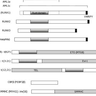 An Illustration Of The RUNX Proteins Its Mutants And The Cofactor Download Scientific Diagram
