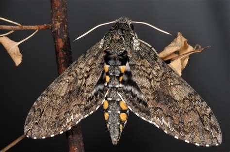 Tomato Bug Moth
