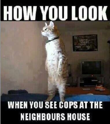 Whats Going On Over There Cops Cat Memes Funny