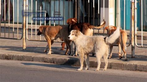 18 000 лева обезщетение за нахапана от улични кучета в Кърджали жена Новини