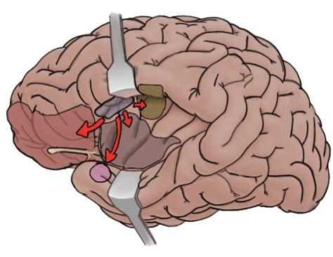 Gustatory Cortex
