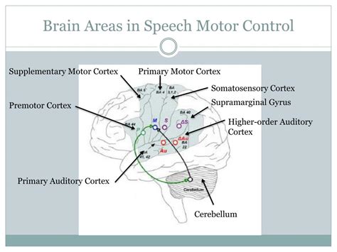 Ppt Speech Production Powerpoint Presentation Free Download Id 1974746