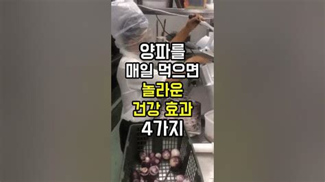 양파를 매일 먹으면 놀라운 건강 효과 4가지 Youtube