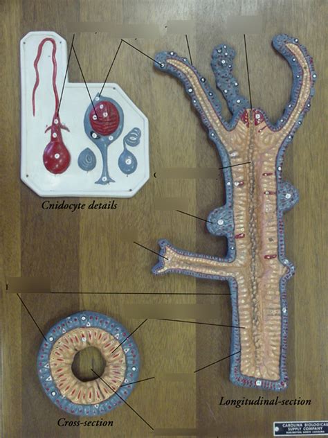 Lab Hydra Model Diagram Quizlet