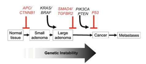 Cancer Flashcards Quizlet