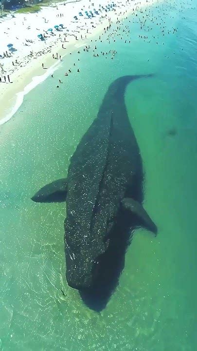 В акватории пляжа замечено гигантское морское существо похожее на