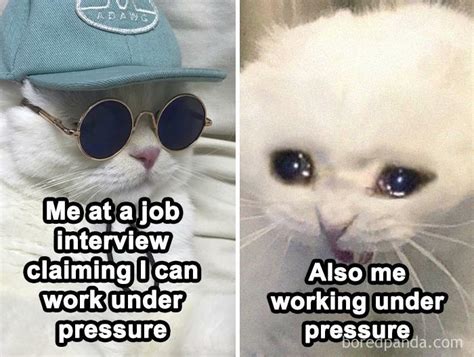35 Times Animal Pics Were Just Perfect For Memes Bored Panda