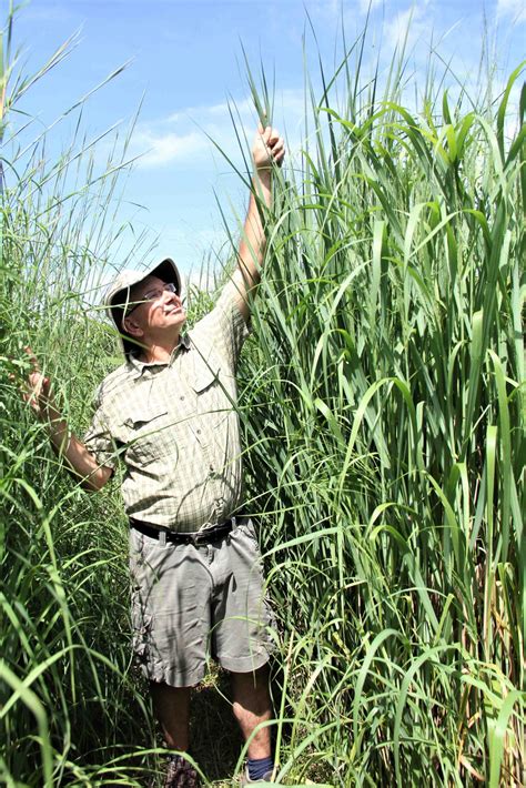 Rc Big Rock Switchgrass Tnt Seed Company