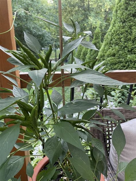 Pepper Plant Id Theyre About 3” Long And Are Starting To Turn Red R