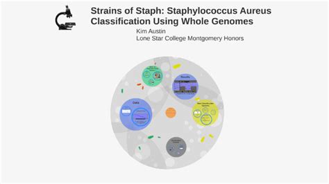 Strains Of Staph Staphylococcus Aureus Classification With By Kim
