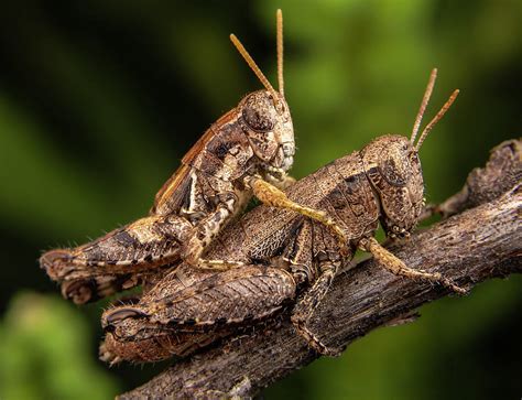 Two Grasshoppers Having Sex On A Leaf Photograph By Cavan Images Fine Art America
