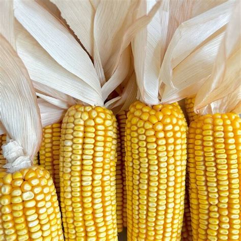 Guinea Corn Etsy