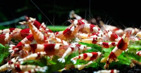 Can Neocaridina Shrimp Breed With Caridina Shrimp Planted Nano Tanks
