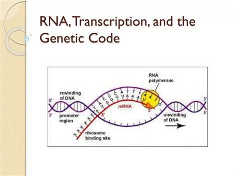 PPT RNA Transcription And The Genetic Code PowerPoint Presentation ID