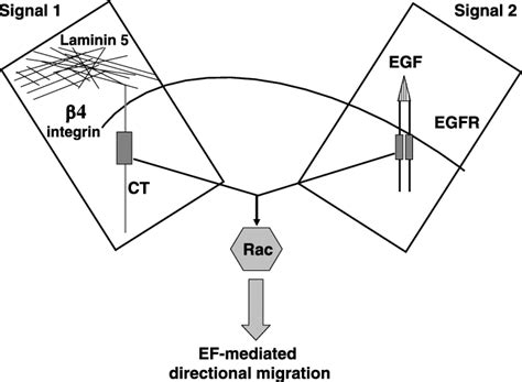 A Diagrammatic Illustration Is Shown Outlining The Synergistic Pathways