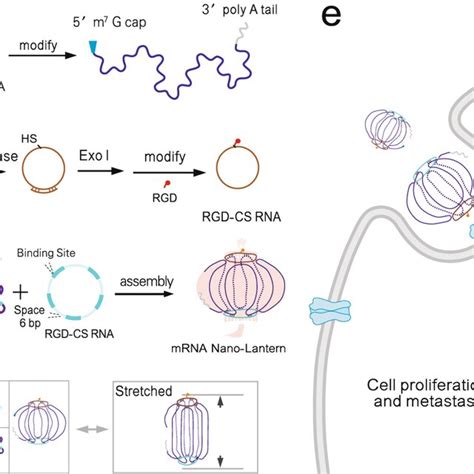 Target Ability And Intracellular Smad4 Expression Of Nano Lantern In Download Scientific