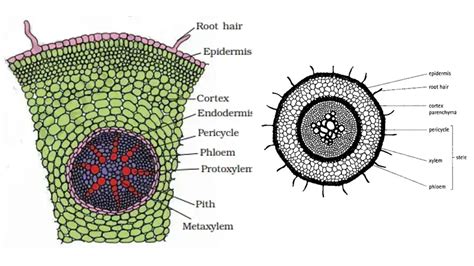 Exles Of Monocot And Dicot Root Diagram