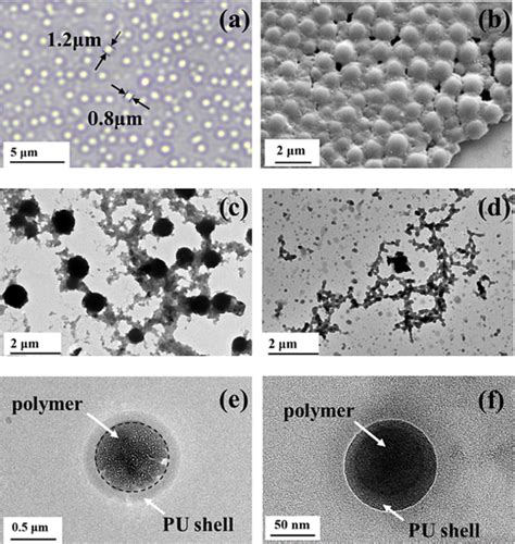 Micromorphology Of Microencapsulated Polymer A Inverted Microscope Download Scientific
