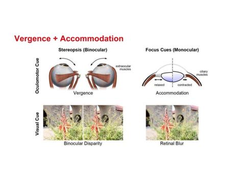 Ive 2024 Short Course Lecture 2 Fundamentals Of Perception Ppt