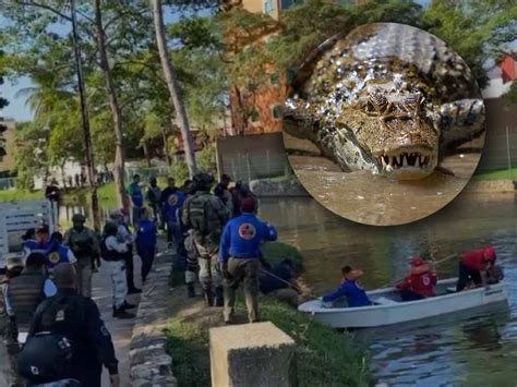 Cocodrilo De Dos Metros Captura Y Mata A Un Hombre En Villahermosa Tabasco