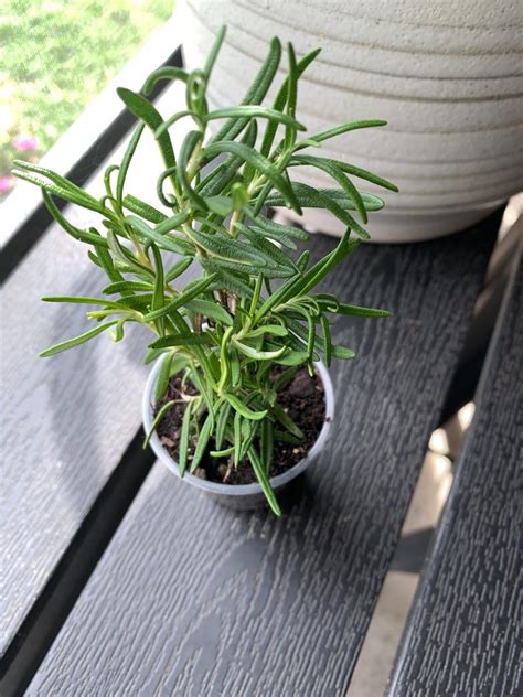 2 Rosemary Seedlings 3 Seedling In 3oz Cup Kitchen Herb • Non‑gmo