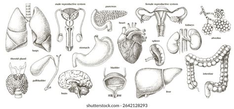 111206 Liver Pancreas Gallbladder Human Body Royalty Free Images