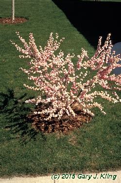 Prunus Glandulosa Habit Uiplants