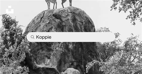 Imágenes De Koppie Descarga Imágenes Gratuitas En Unsplash