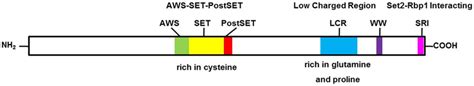 Schematic Representation Of Setd2 Structure Download Scientific Diagram