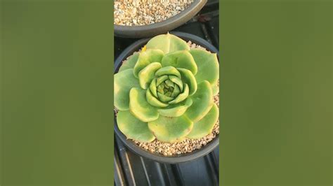 아띠아다육 💘명품다육💕 多肉植物 다육이 Succulent Youtube