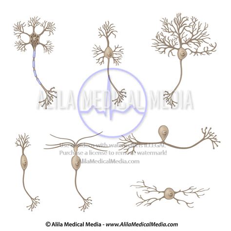 Unlabeled Neuron Diagram Alila Medical Media Types Of Neurons
