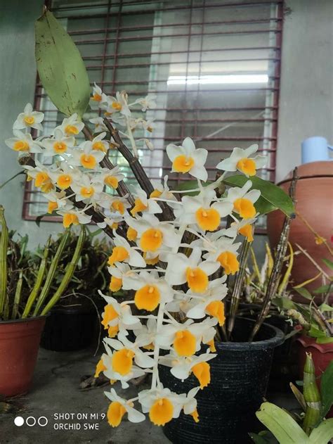 Beautiful Dendrobium Orchids In Pots