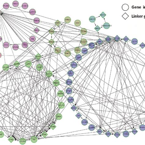 Network Visualization Of The Cluster 5 The Functional Interaction Download Scientific Diagram