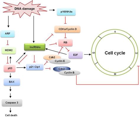 Cancers Special Issue Cell Cycle Deregulation In Cancers