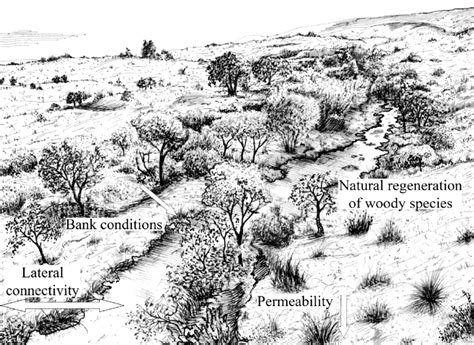 Hydrological And Ecological Functioning Attributes Of Riparian Zones