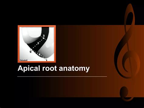 Anatomy Of Root Apex PPTX