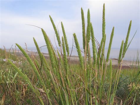 Тимофеевка степная (Phleum phleoides) || питомник Дикие травы