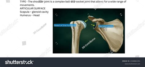 Shoulder Bones Side View