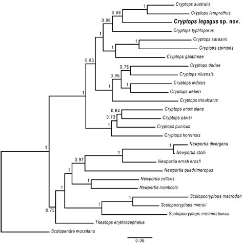 bayesian tree for blind scolopendromorphs based on partitioned
