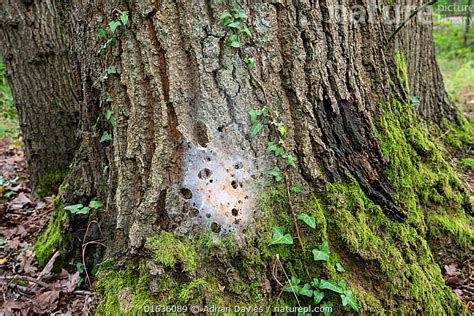 Nature Picture Library Oak Processionary Moth Thaumetopoea
