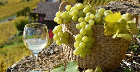 Torrontés A Uva Emblemática Da Argentina