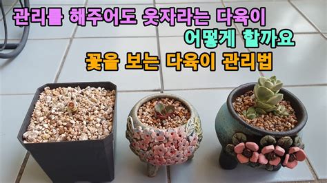 다육이♡ 관리를 해주어도 웃자라는 다육이 어떻게 할까요💓 꽃을 보는 다육이 관리법💓 Youtube