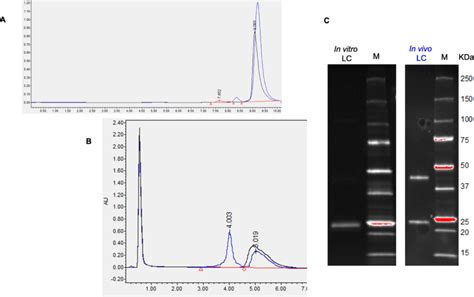 LC In Vitro And In Vivo Structure Comparison A SEC HPLC Of In Vitro Download Scientific