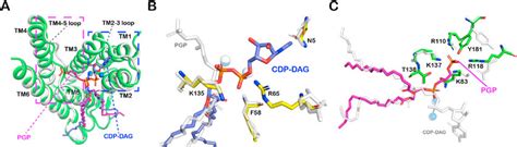 Structural Dynamics Of Sapgsa In Response To Cdp Dag Or Pgp Binding