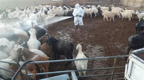 Мал угаалга хашаа хорооны ариутгал хийгдэж байнѳ Gobimedia Mn