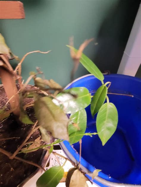 Whats Going On W My Mandevilla Plant R Plantclinic