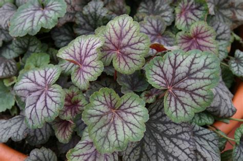 Heuchera Green Spice