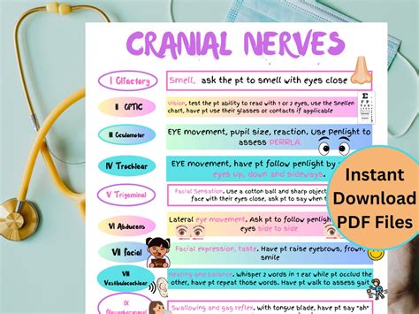 Cranial Nerve Study Guide Cranial Nerve Cheat Sheet Digital Etsy